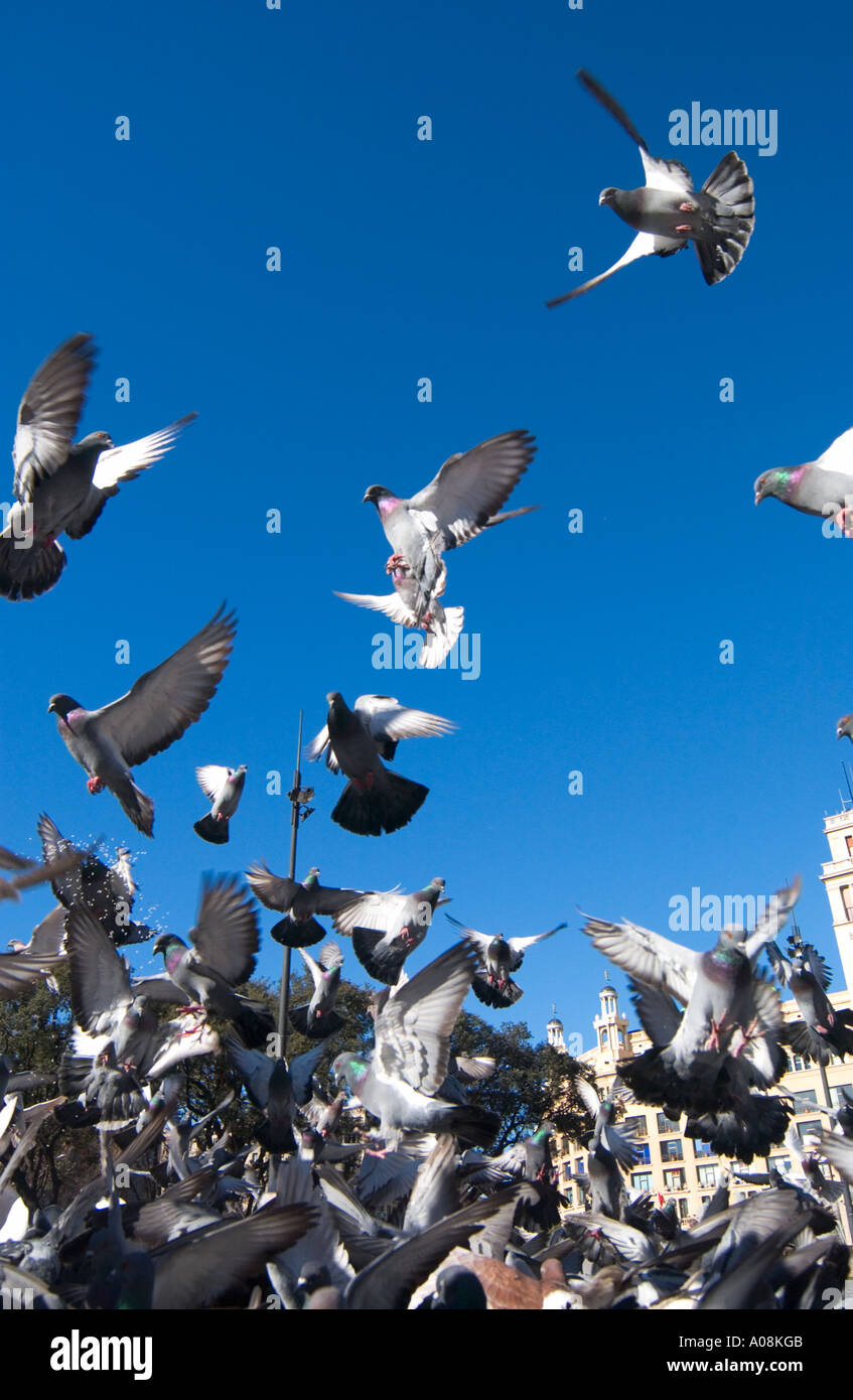 Fluttering pigeon hi-res stock photography and images - Alamy
