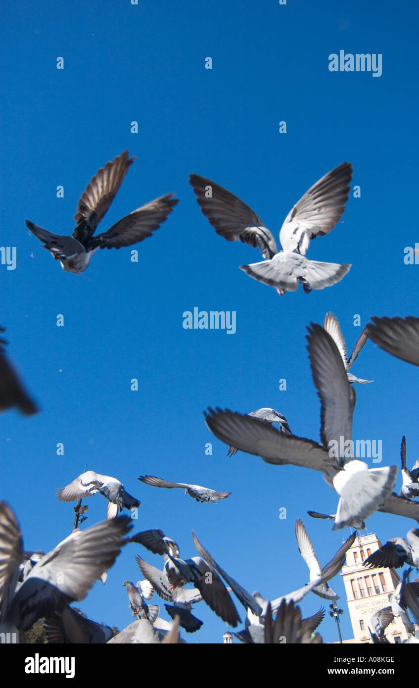 Fluttering pigeon hi-res stock photography and images - Alamy