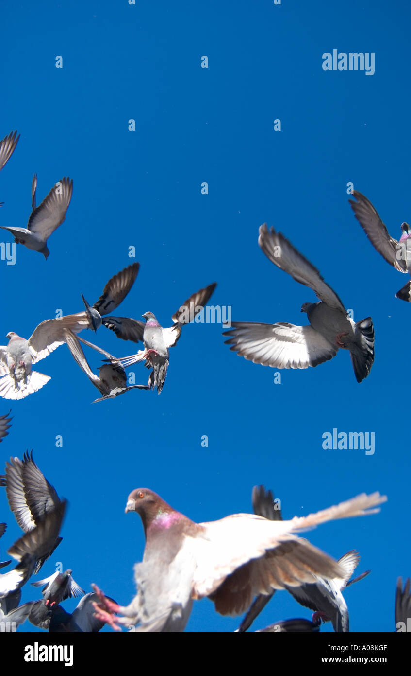 Fluttering pigeon hi-res stock photography and images - Alamy