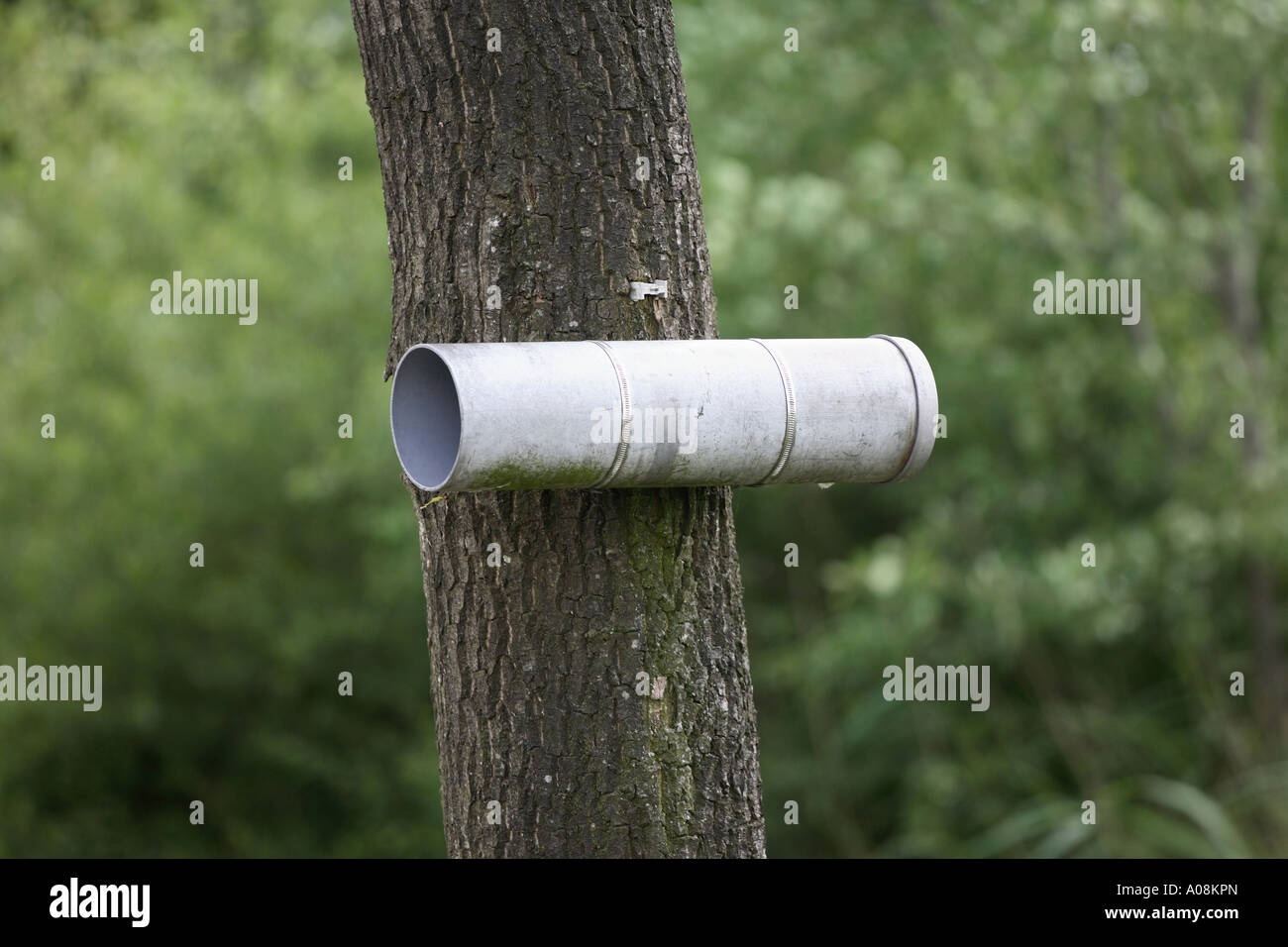 mailbox attached to a tree Stock Photo - Alamy