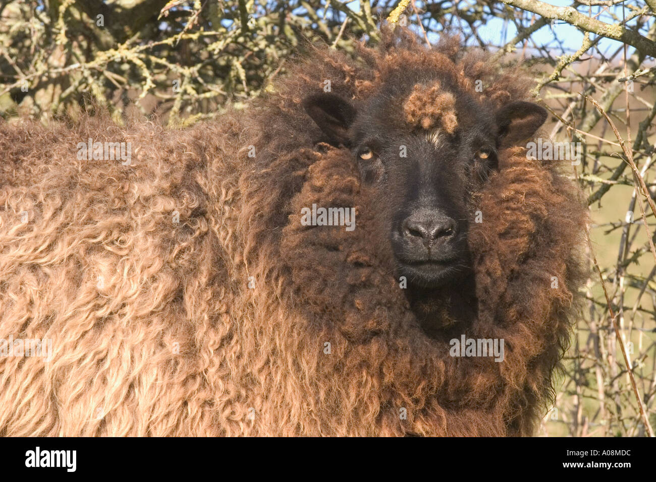 Brown sheep hi-res stock photography and images - Alamy