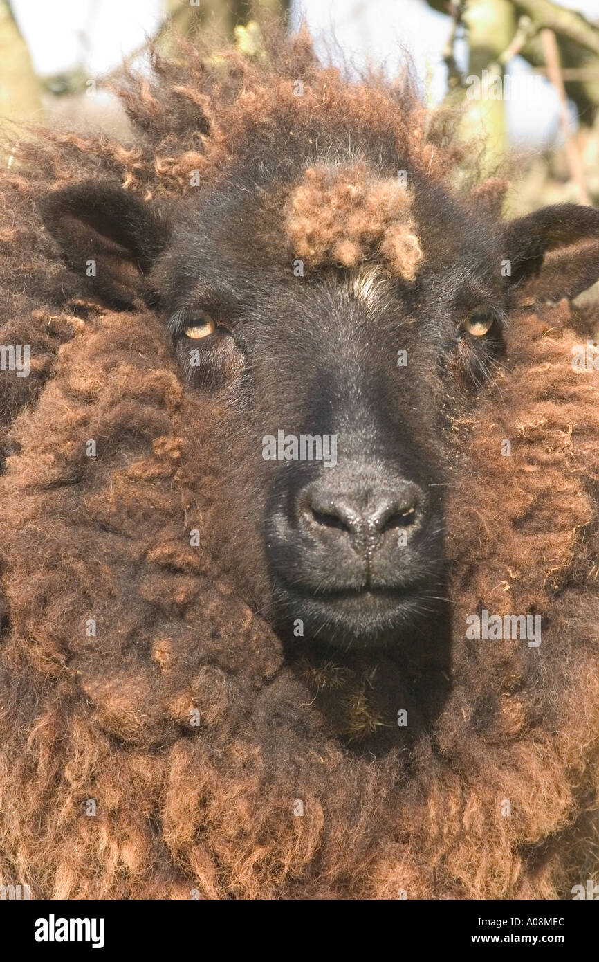 brown sheep 5742 Stock Photo - Alamy