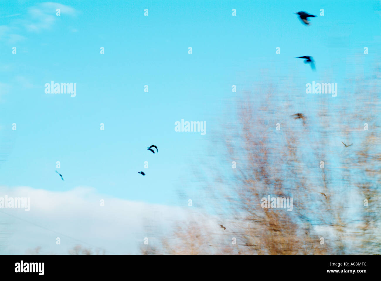 Trees seen from a moving car. Blurred Stock Photo - Alamy