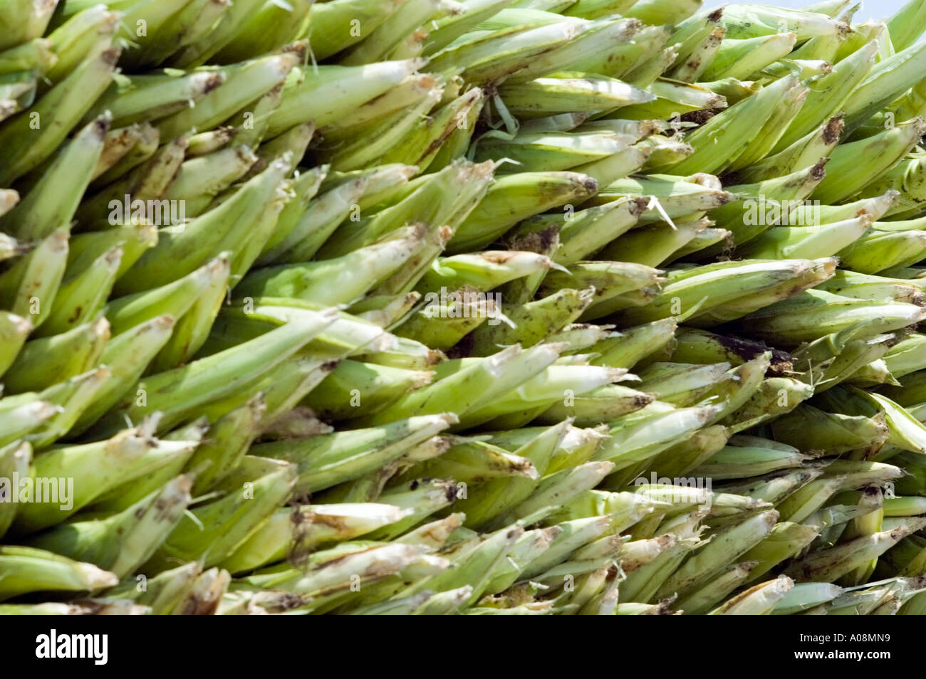 Corn bunched & ready for market, Giza, Cairo, Egypt, Africa Stock Photo ...