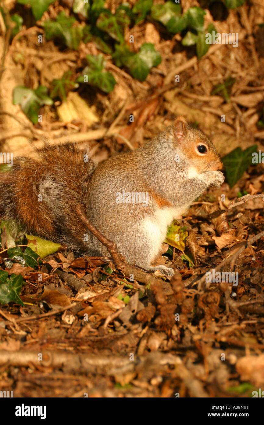 Grey squirrel park ireland hi-res stock photography and images - Alamy