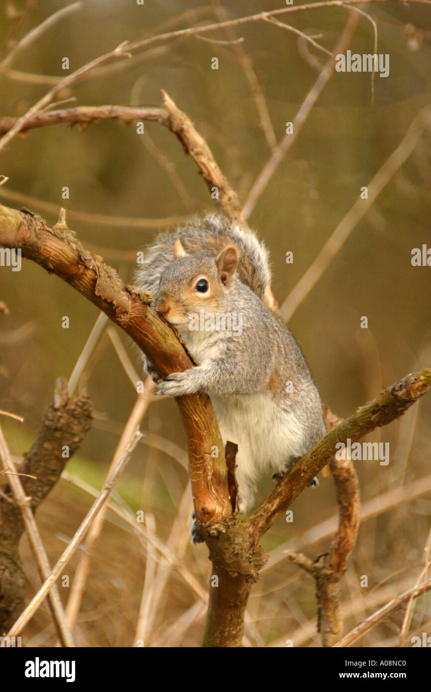 Grey squirrel park ireland hi-res stock photography and images - Alamy