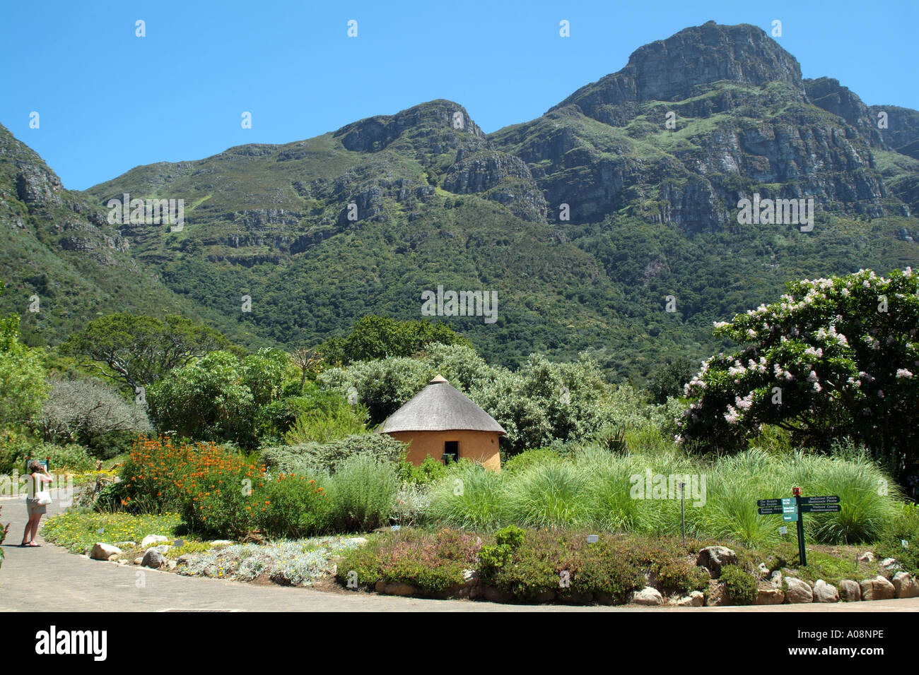 Kirstenbosch Botanical Gardens below Table Mountain Cape Town city ...