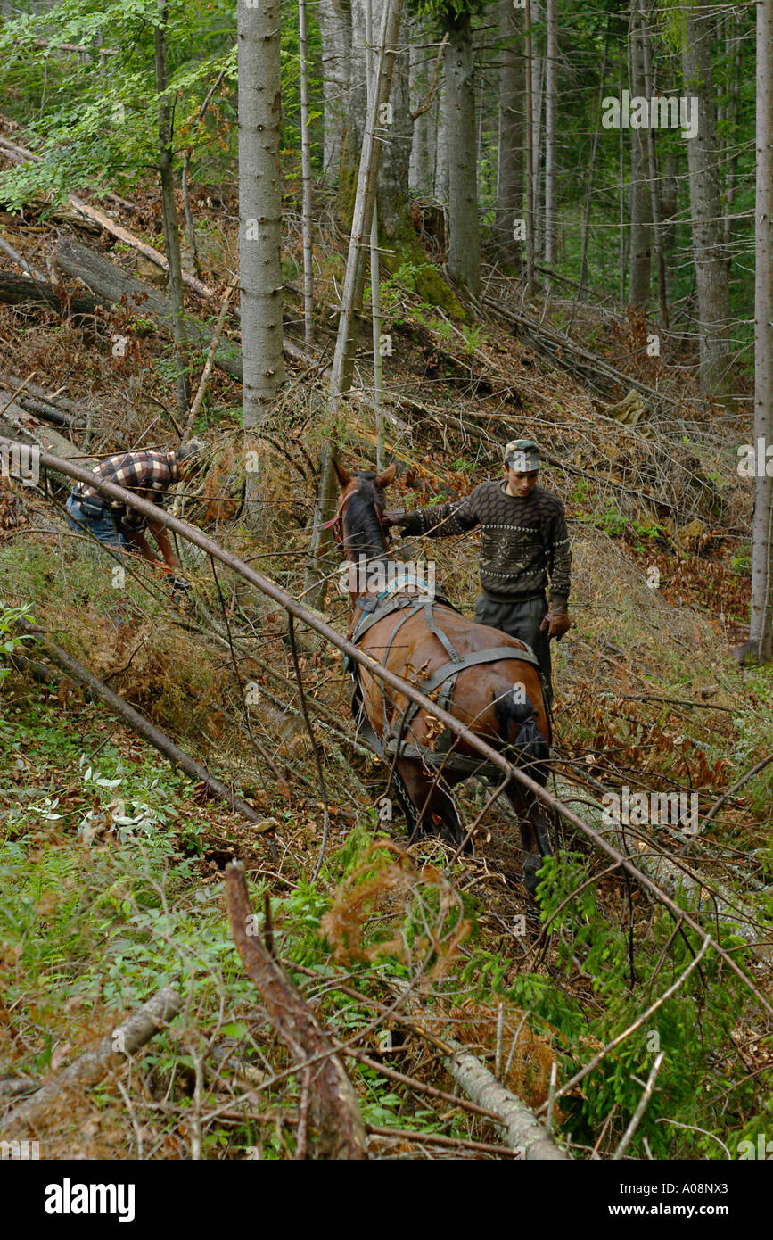 Horse Powered Logging Stock Photo - Alamy