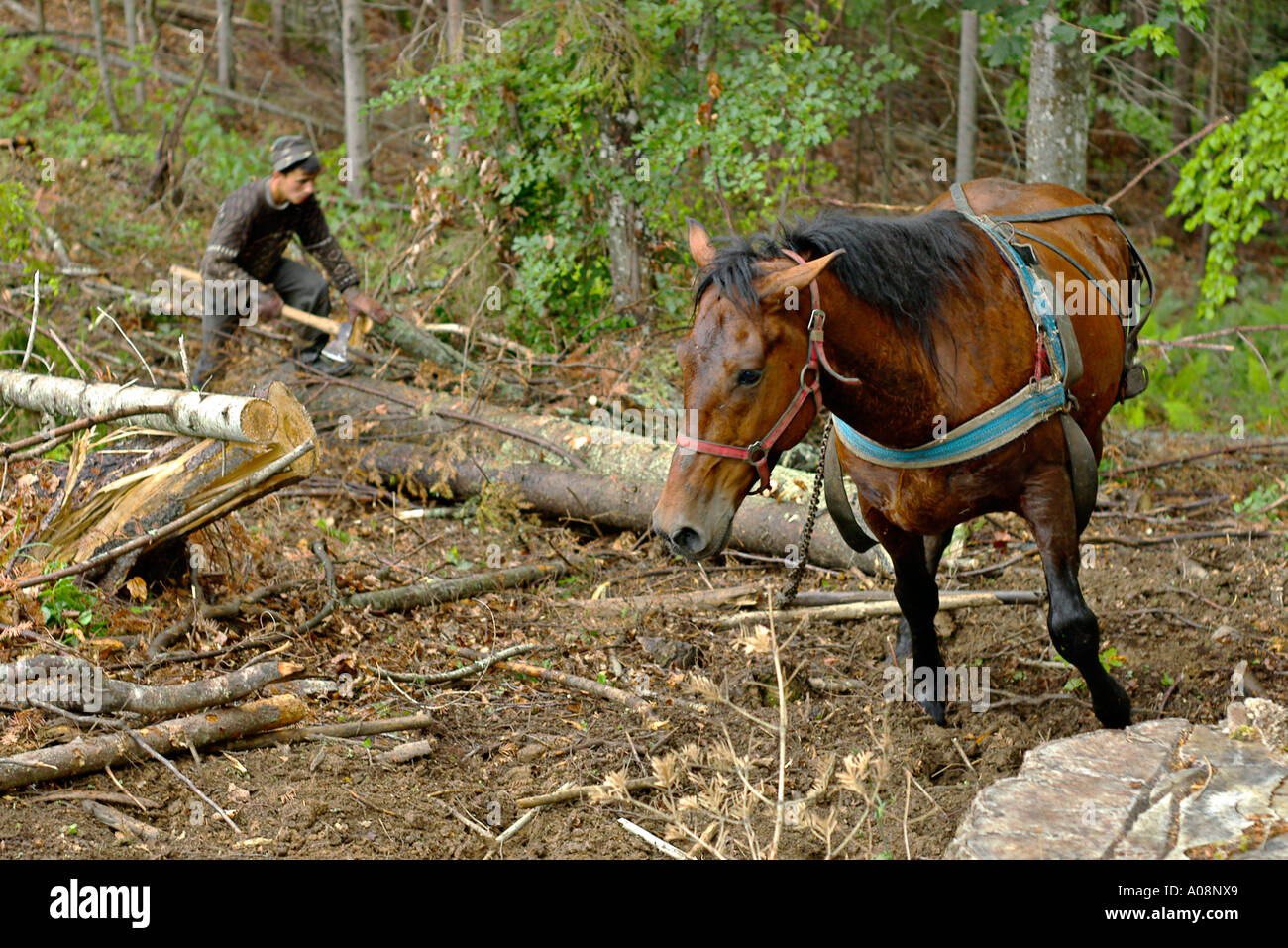 Horse Powered Logging Stock Photo - Alamy