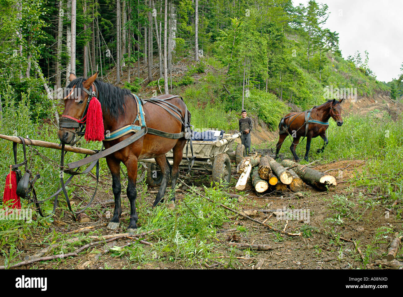 Horse Powered Logging Stock Photo - Alamy
