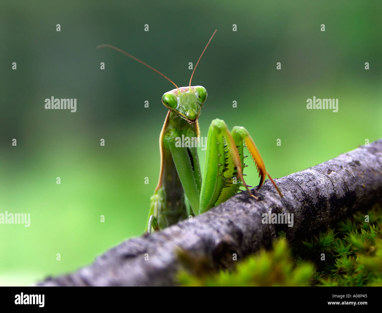 Mantis Religiosa in Spain Stock Photo - Alamy