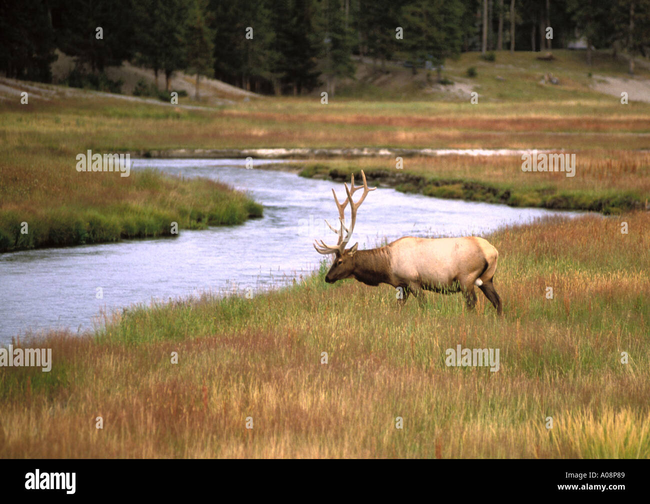 Elk bend hi-res stock photography and images - Alamy