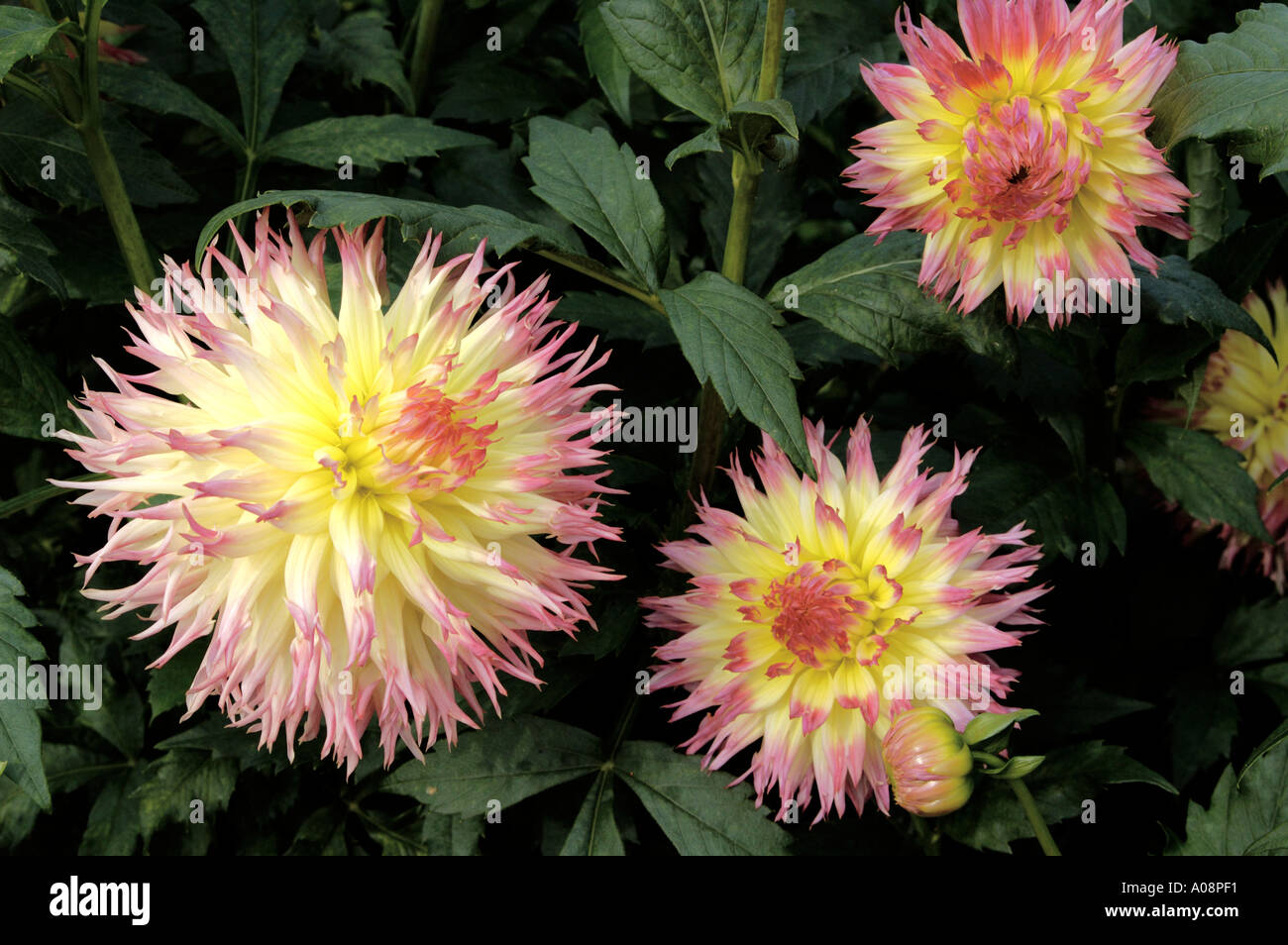 Beverley bloom hi-res stock photography and images - Alamy