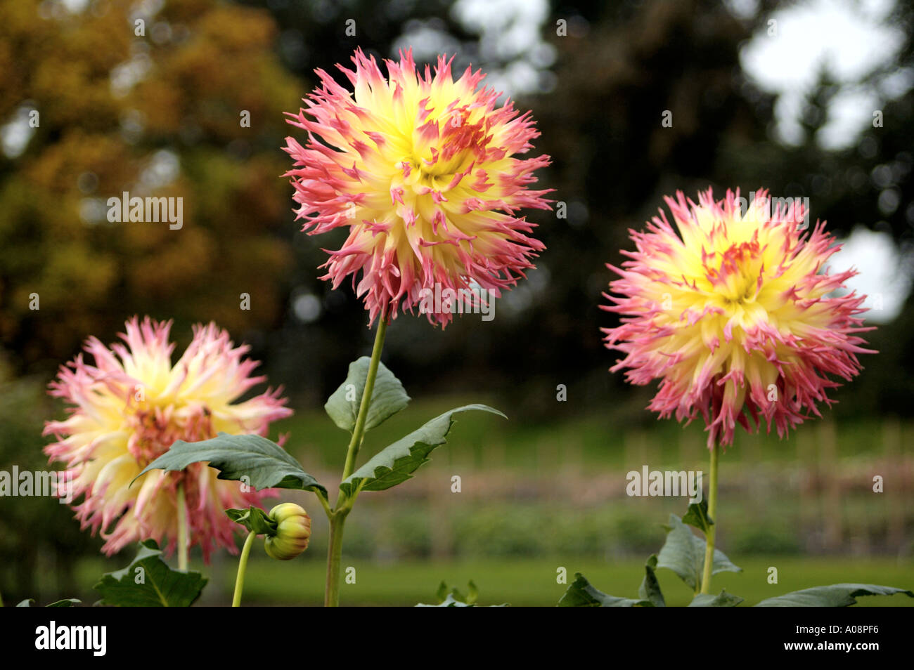 Beverley bloom hi-res stock photography and images - Alamy