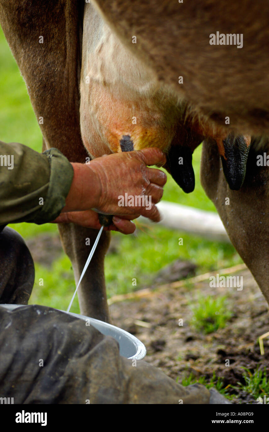 Milking Cow Europe Traditional Stock Photos & Milking Cow Europe ...