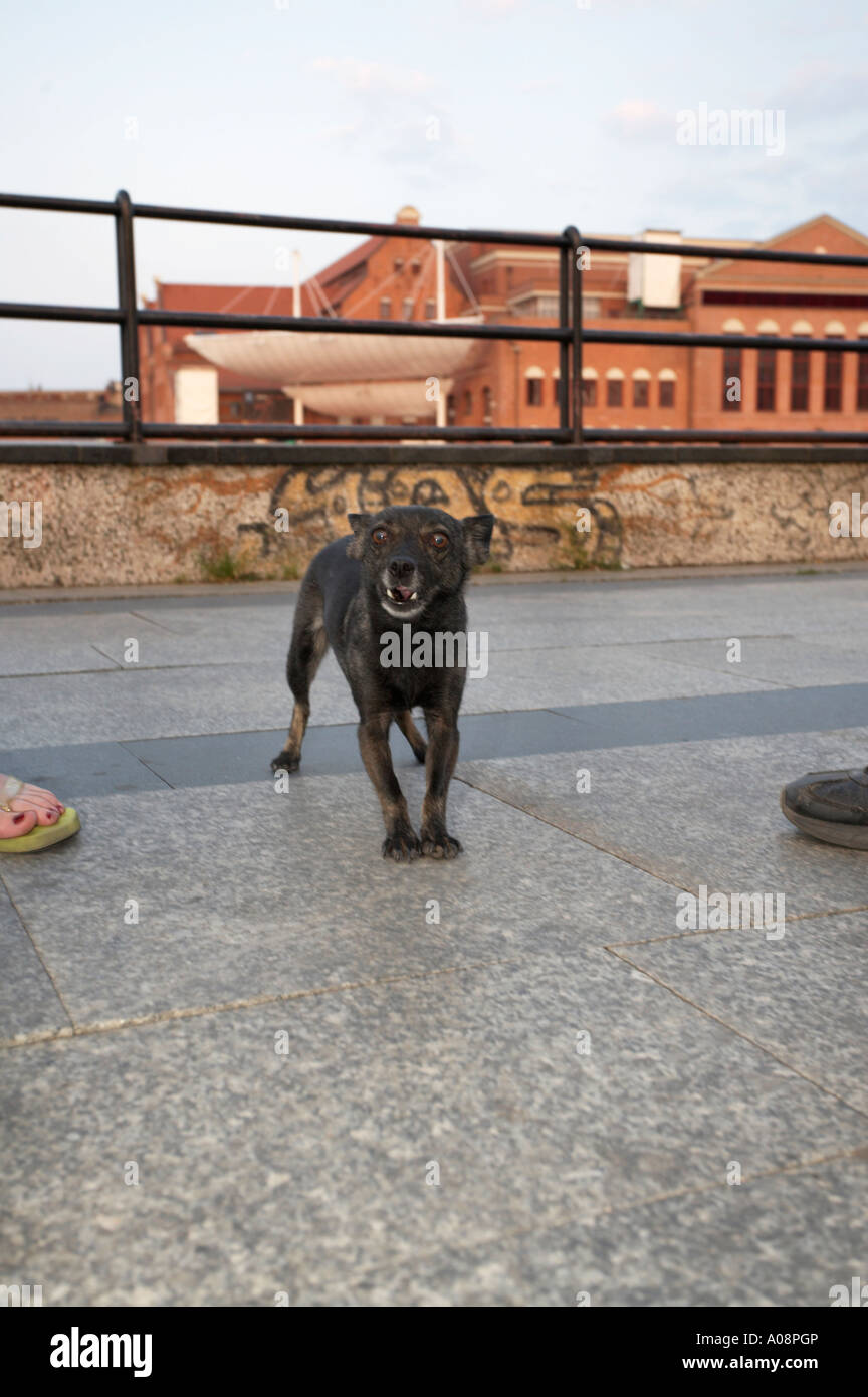 Dog Barking And Street High Resolution Stock Photography and Images - Alamy