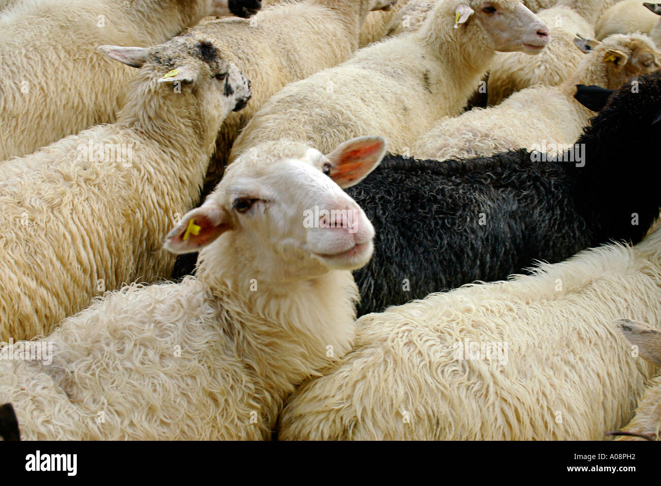 sheep looking at the camera Stock Photo - Alamy