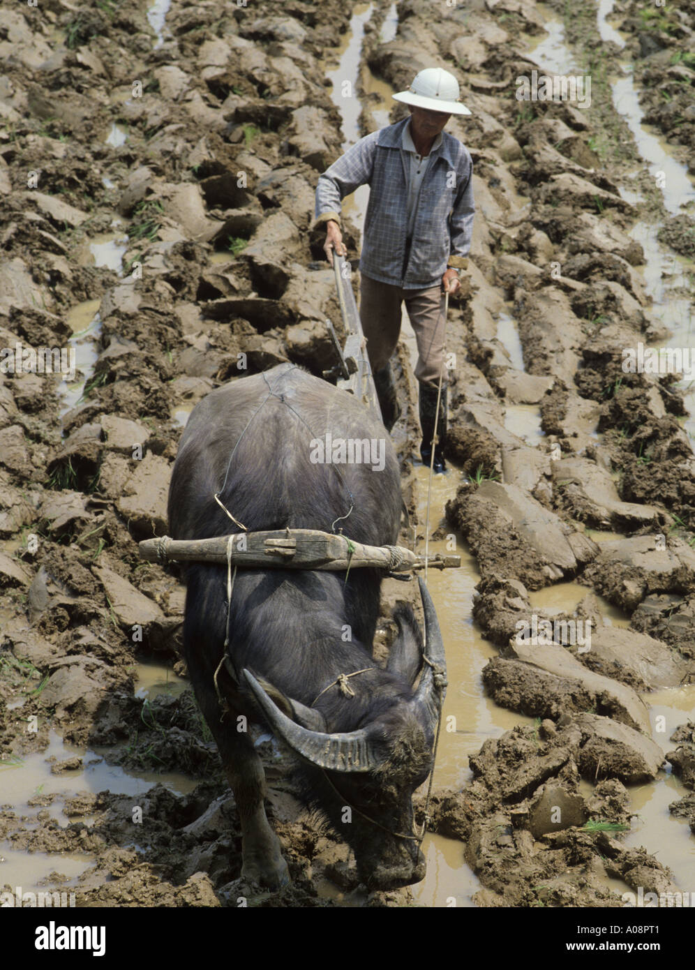 Peasant ploughing with oxen hi-res stock photography and images - Alamy