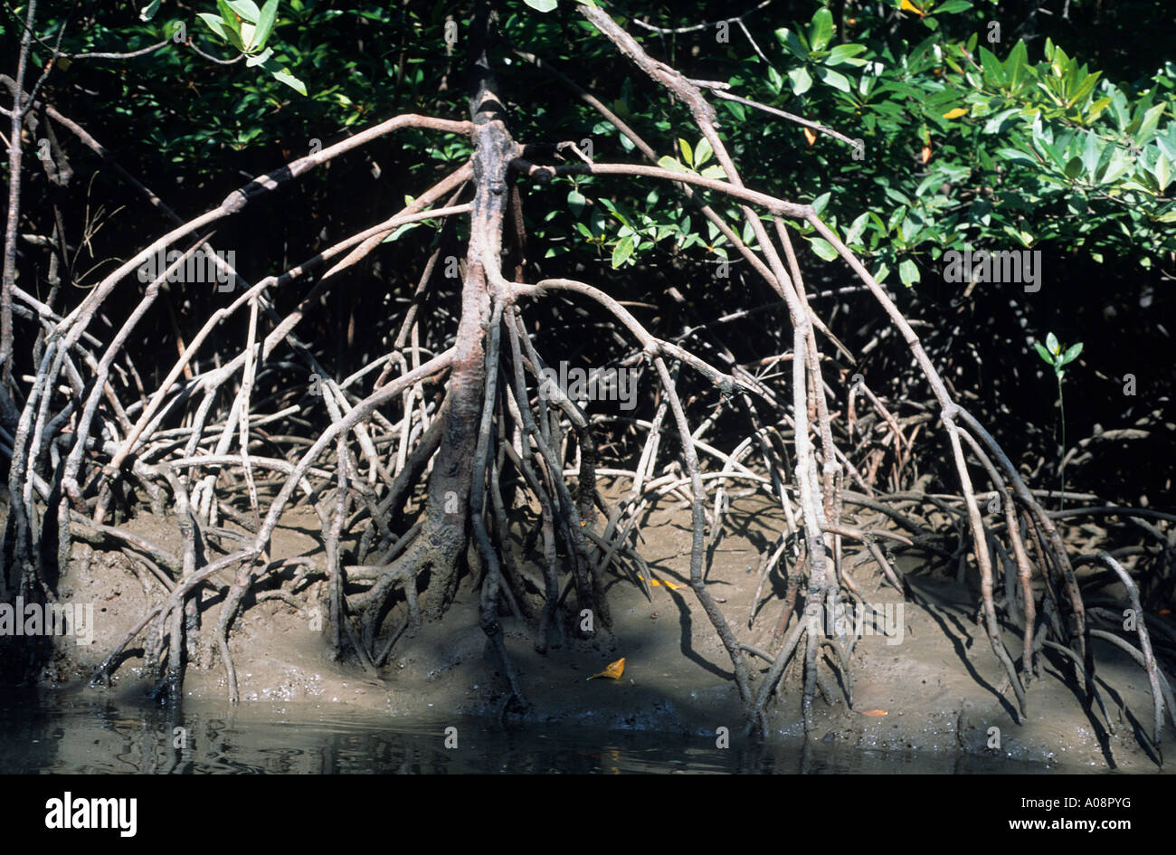 Detail of the roots of plants in a mangrove swamp in Phang Nga Stock ...