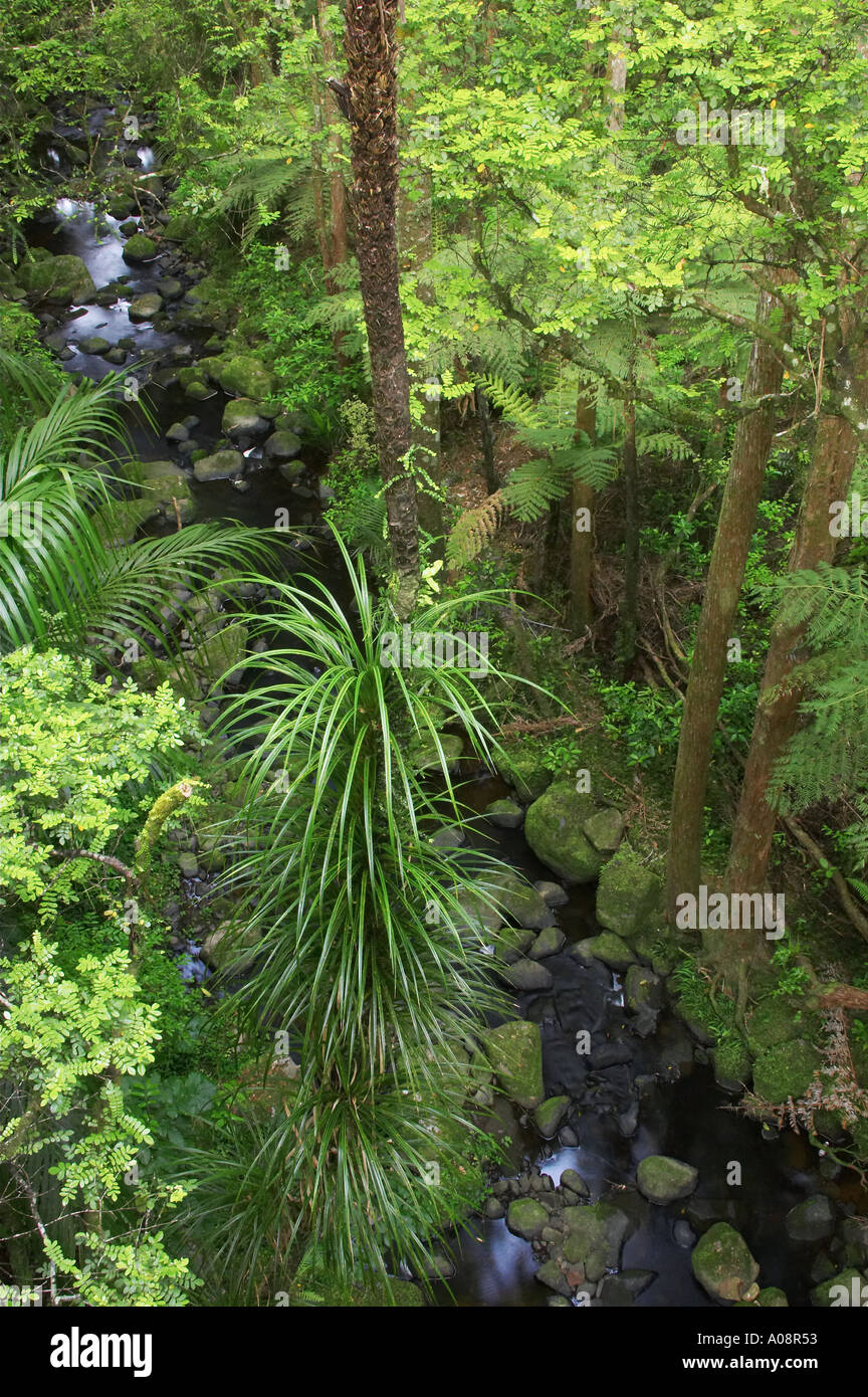 Native Bush A H Reed Memorial Kauri Park Whangarei Northland New ...