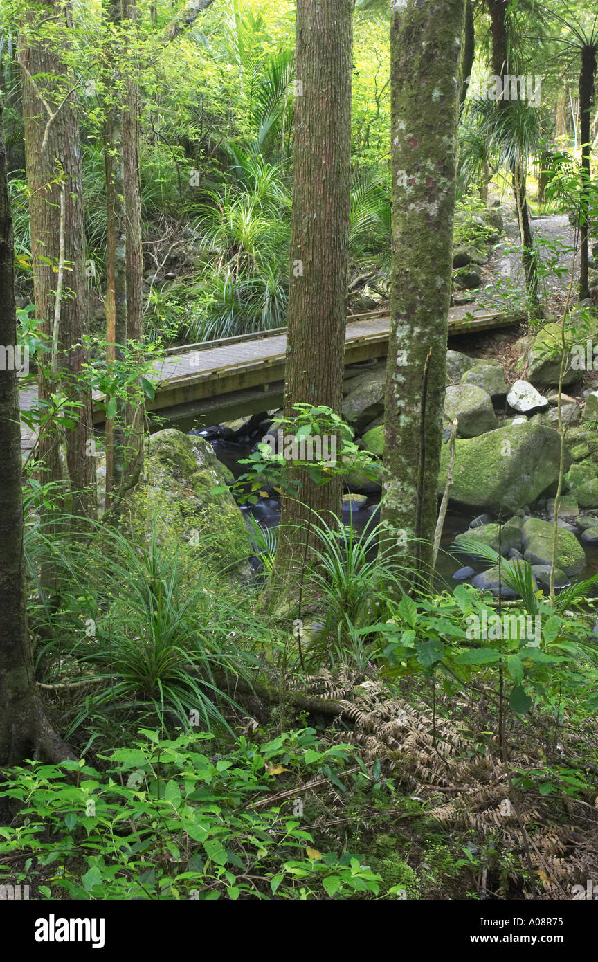 Walking Track and Native Bush A H Reed Memorial Kauri Park Whangarei ...