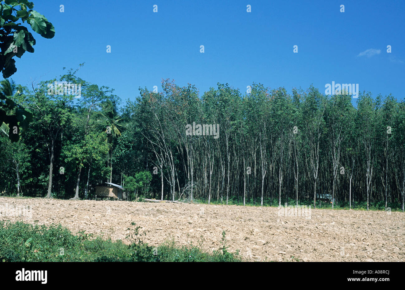 Rubber trees growing hi-res stock photography and images - Alamy