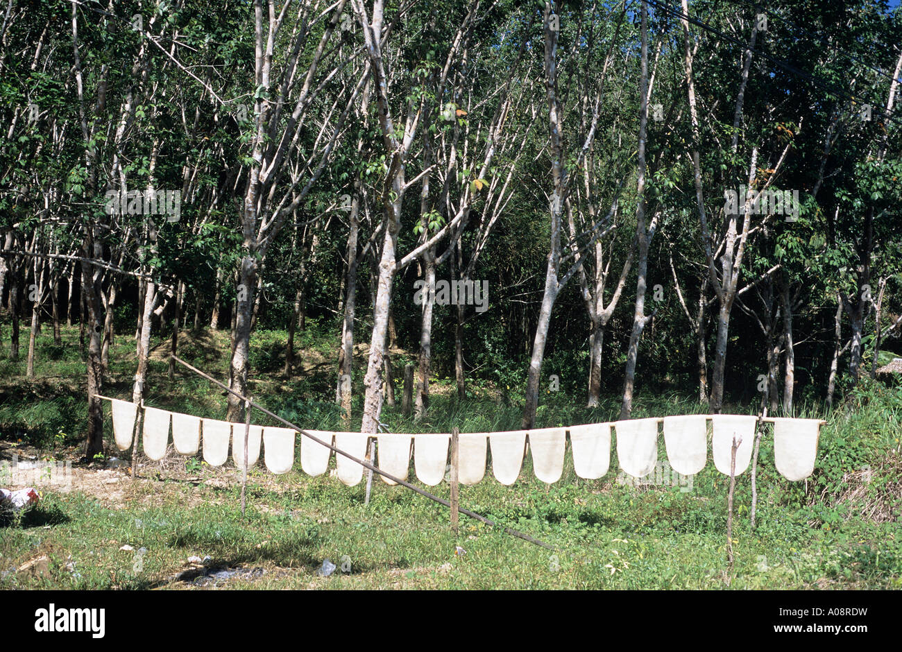 A line of drying rubber at Trang Stock Photo - Alamy