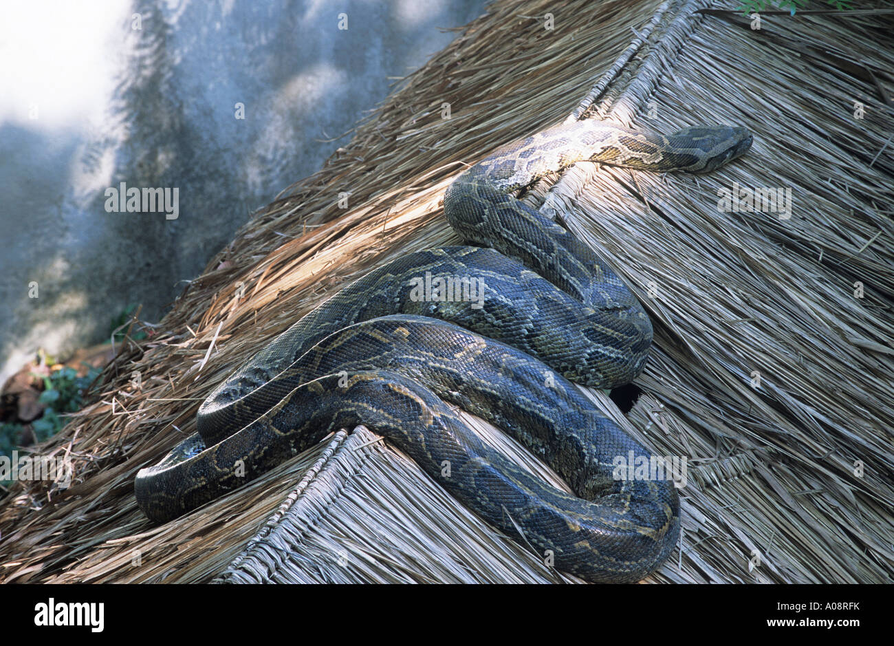 Python on grass hi-res stock photography and images - Alamy
