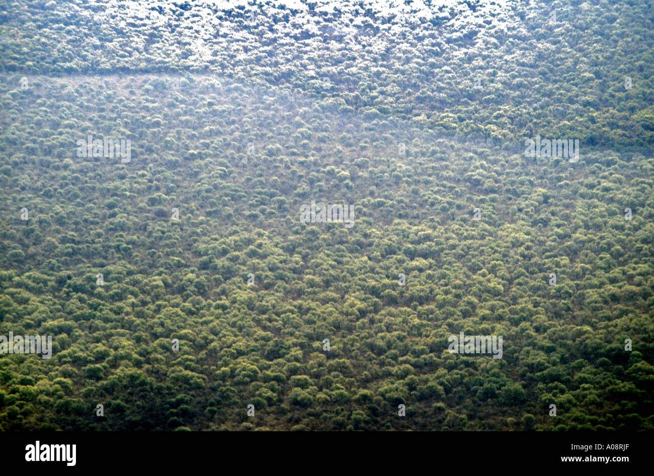 Quebracho tree hi-res stock photography and images - Alamy