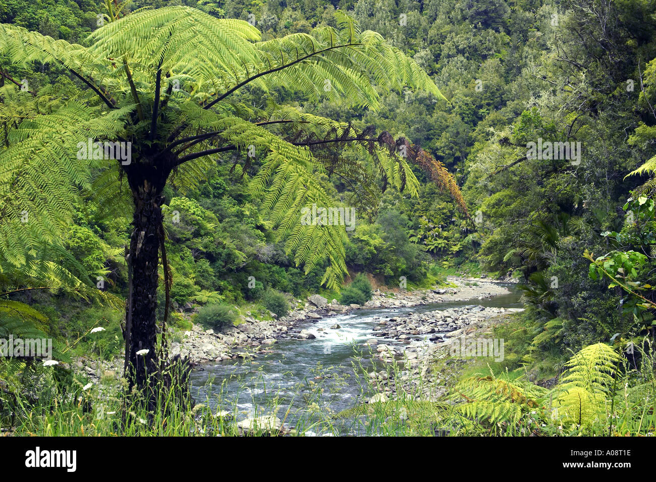 Waioeka Gorge Eastern Bay of Plenty New Zealand Stock Photo - Alamy