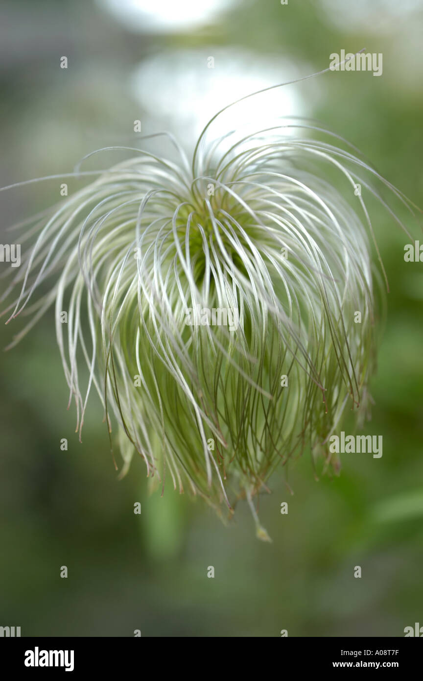 Fluffy clematis seedhead hi-res stock photography and images - Alamy