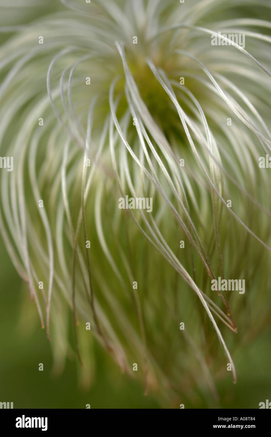 Fluffy clematis seedhead hi-res stock photography and images - Alamy