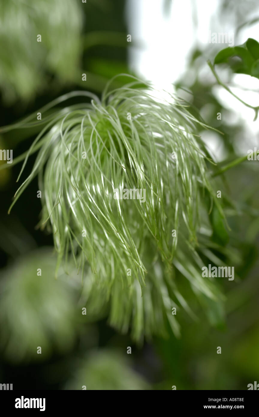 Fluffy clematis seedhead hi-res stock photography and images - Alamy