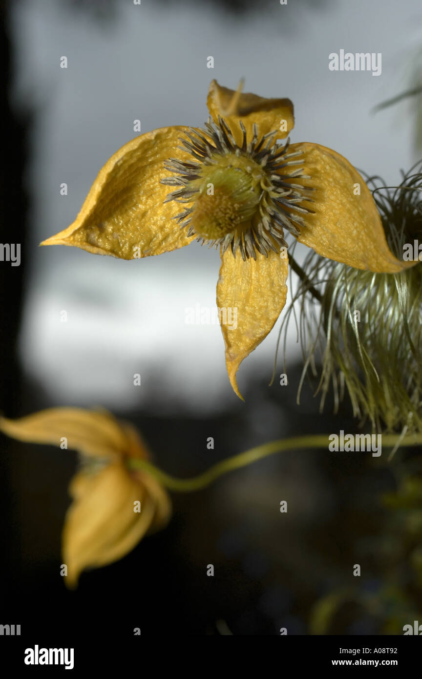 Fluffy clematis seedhead hi-res stock photography and images - Alamy