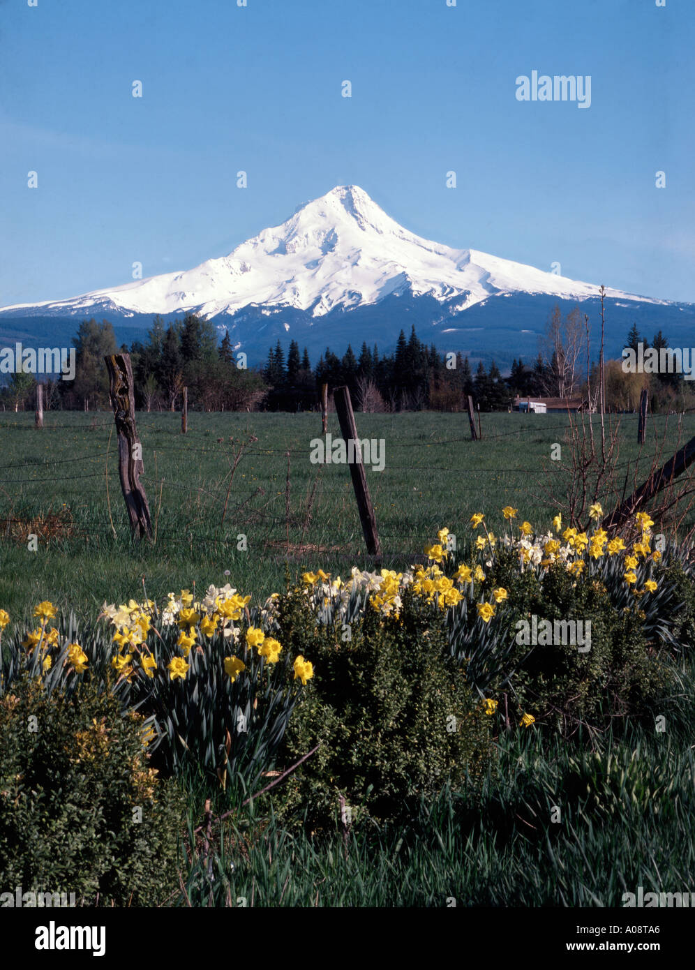 Spring garden flowers brighten the foreground the Oregon highest peak ...