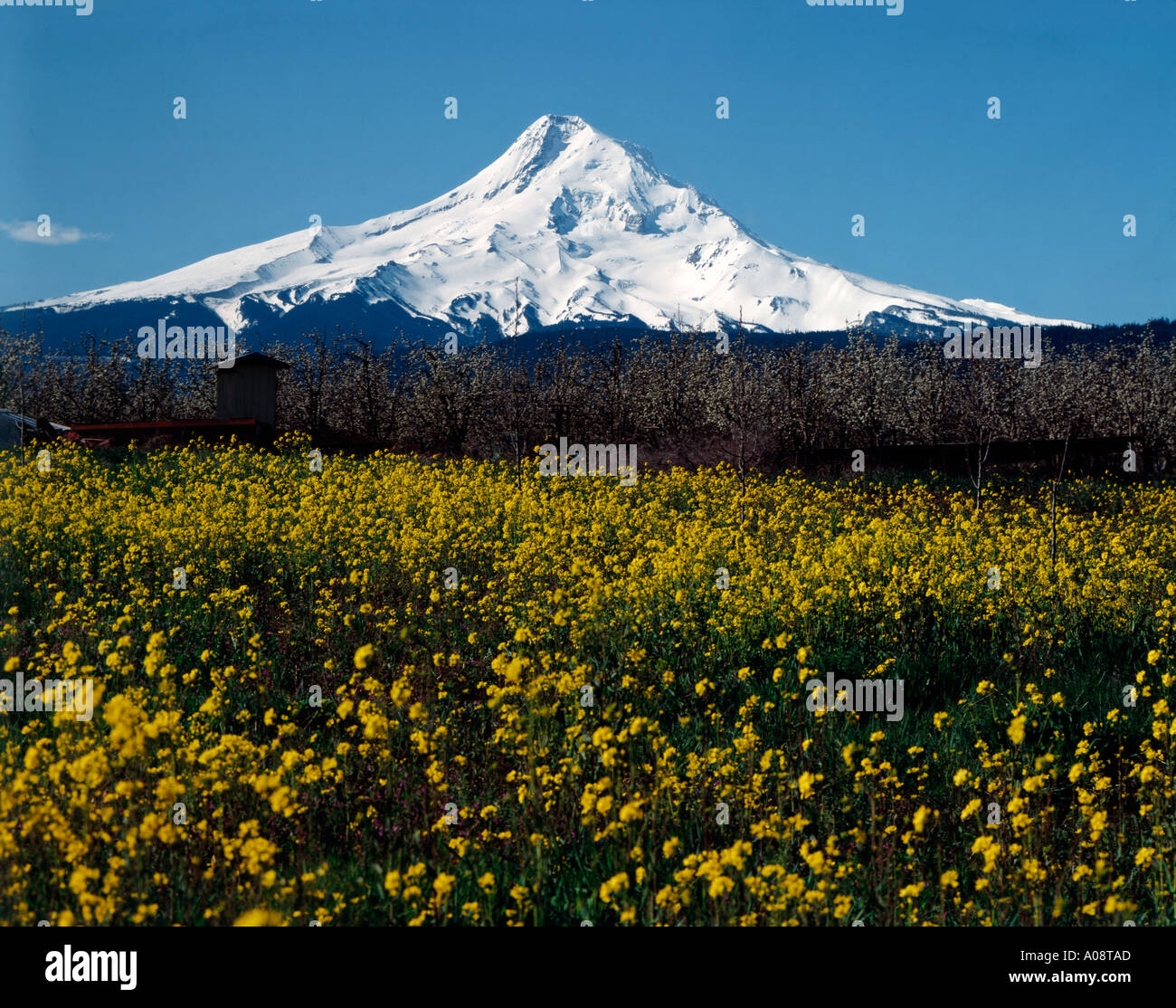 Yellow mustard in Spring bloom colors the lowland farms while Mount ...