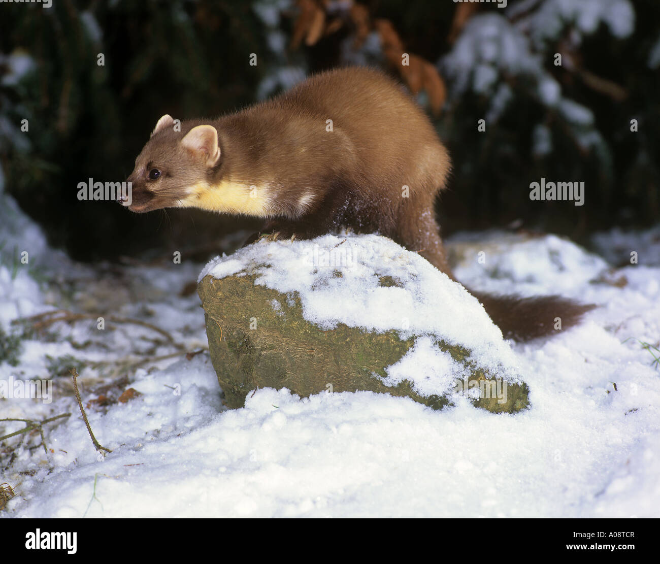 European Pine Marten High Resolution Stock Photography and Images - Alamy