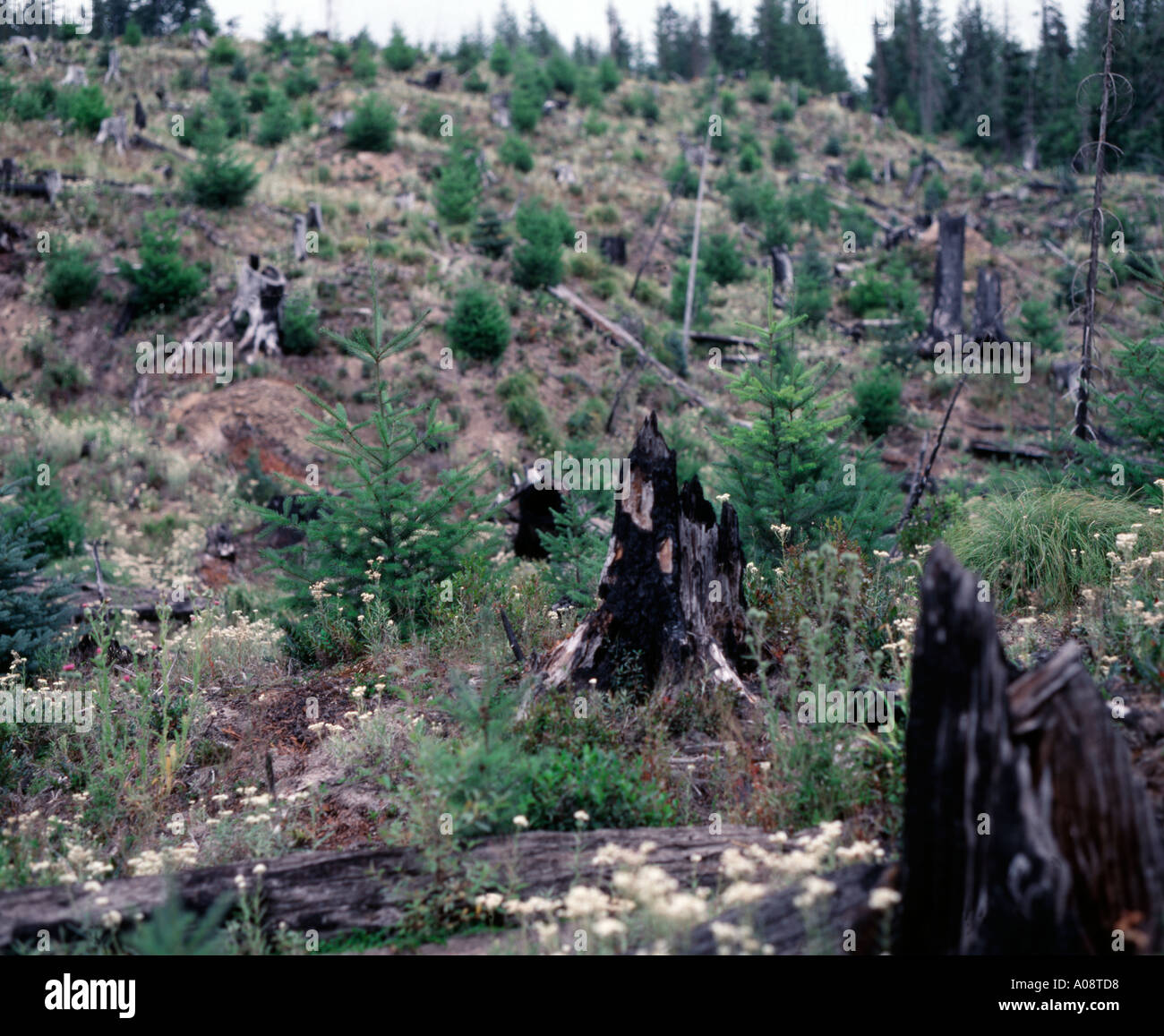 Timber clear cut in the Pacific Northwest where trees have been ...