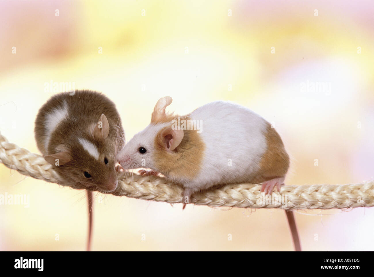 two fancy mice on rope Stock Photo - Alamy