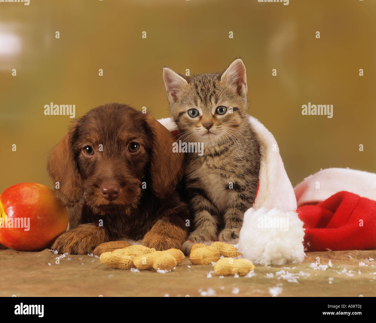 Animal christmas hi-res stock photography and images - Alamy