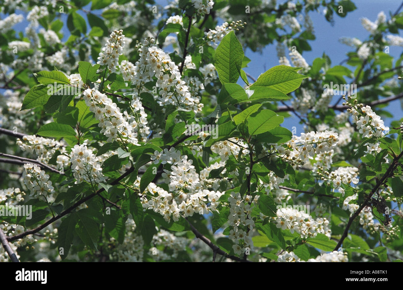 European Bird Cherry twig also called Mayday tree or Maybush Prunus ...