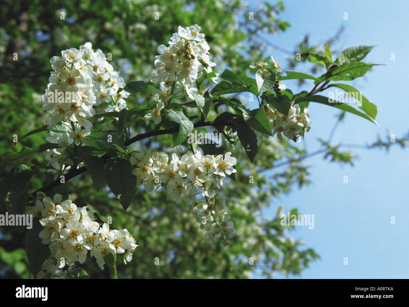 European Bird Cherry twig also called Mayday tree or Maybush Prunus ...