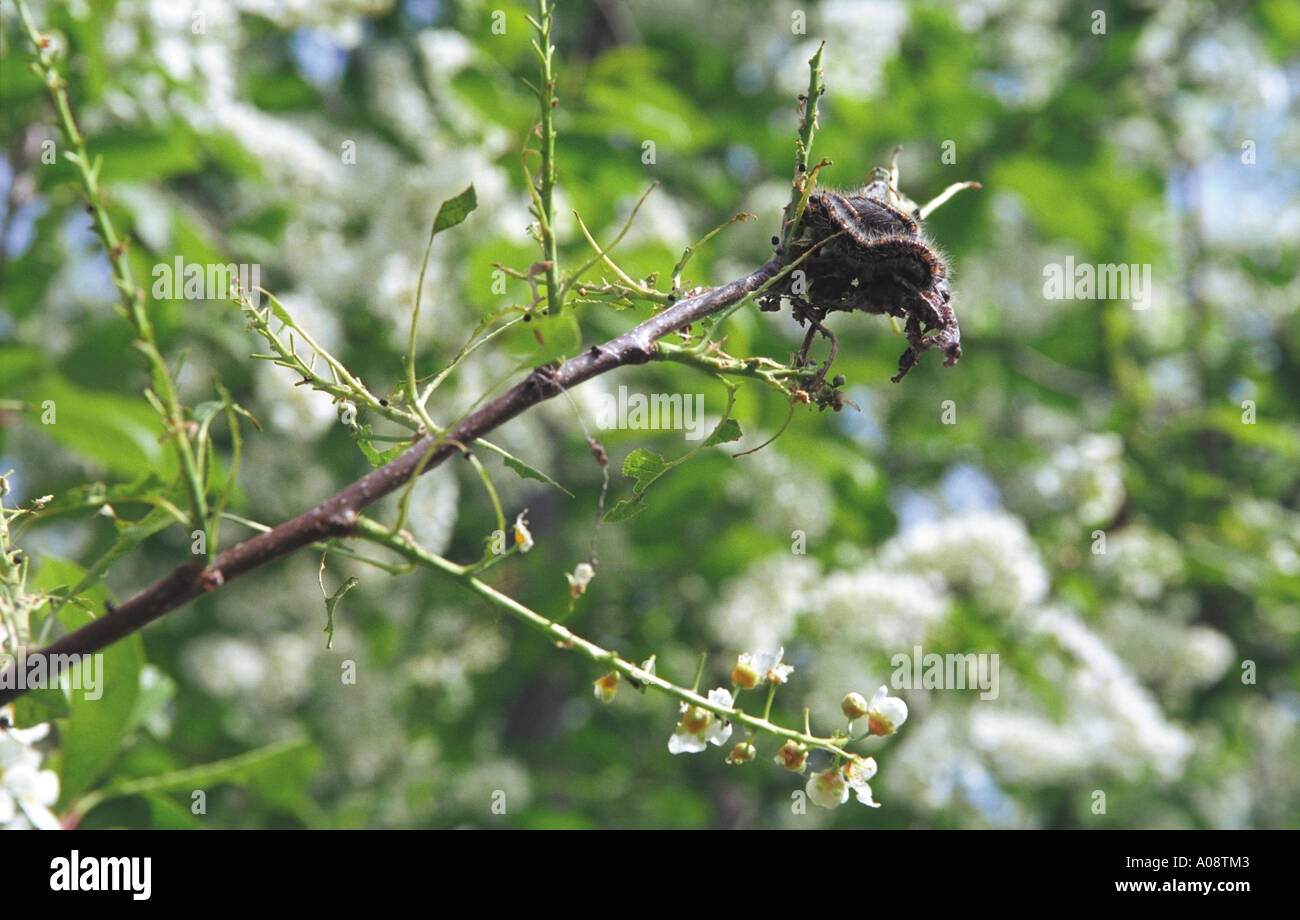 A parasite caterpillar on a European Bird Cherry twig also called ...