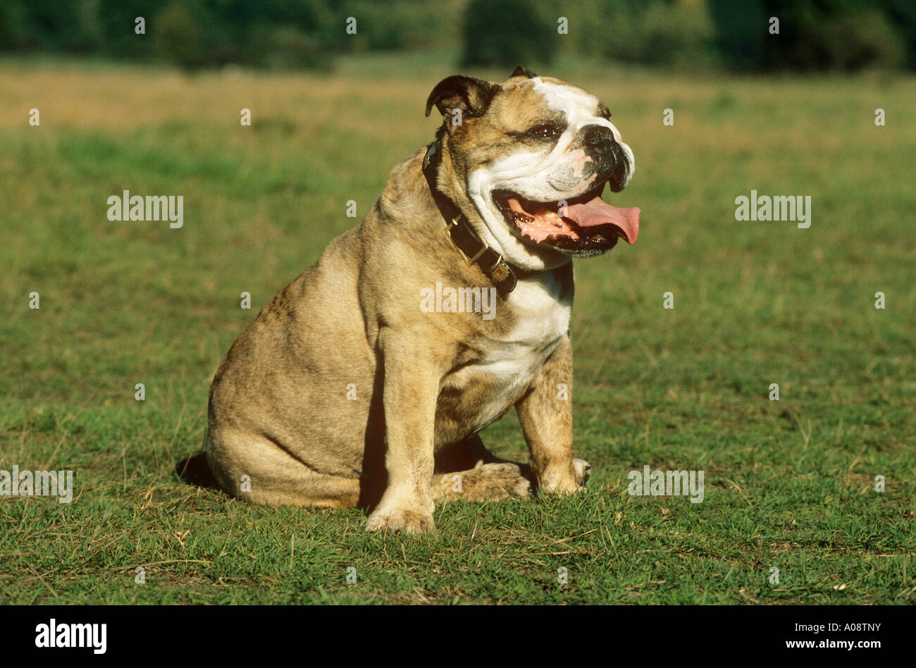 English Bulldog. Adult dog sitting in flowering meadow, panting Stock ...