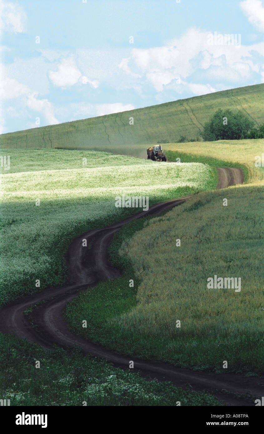 A tractor riding through blooming buckwheat field. Altai. Siberia ...