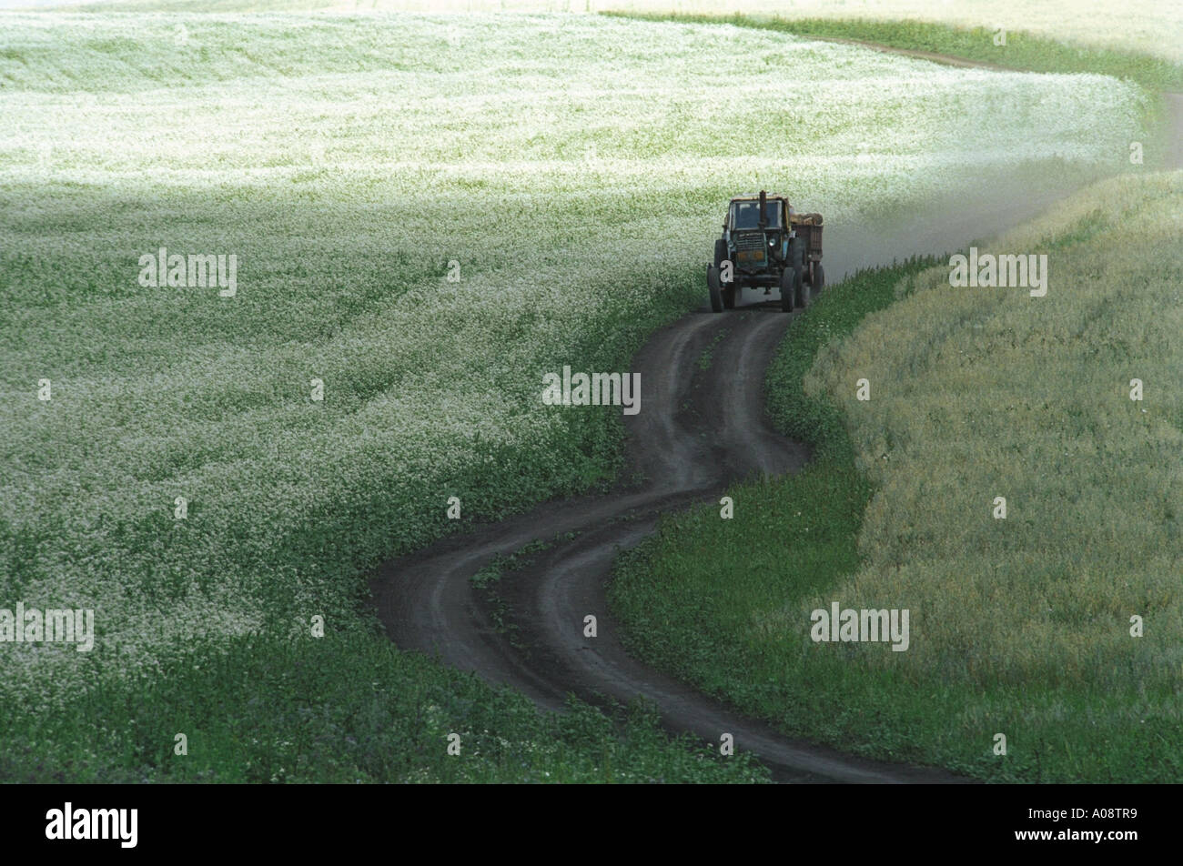 A tractor riding through blooming buckwheat field. Altai. Siberia ...