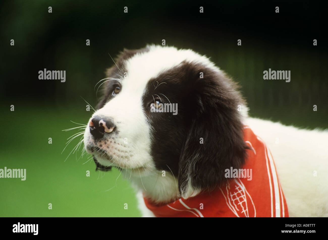Landseer landseer dog newfoundland puppy hi-res stock photography and ...