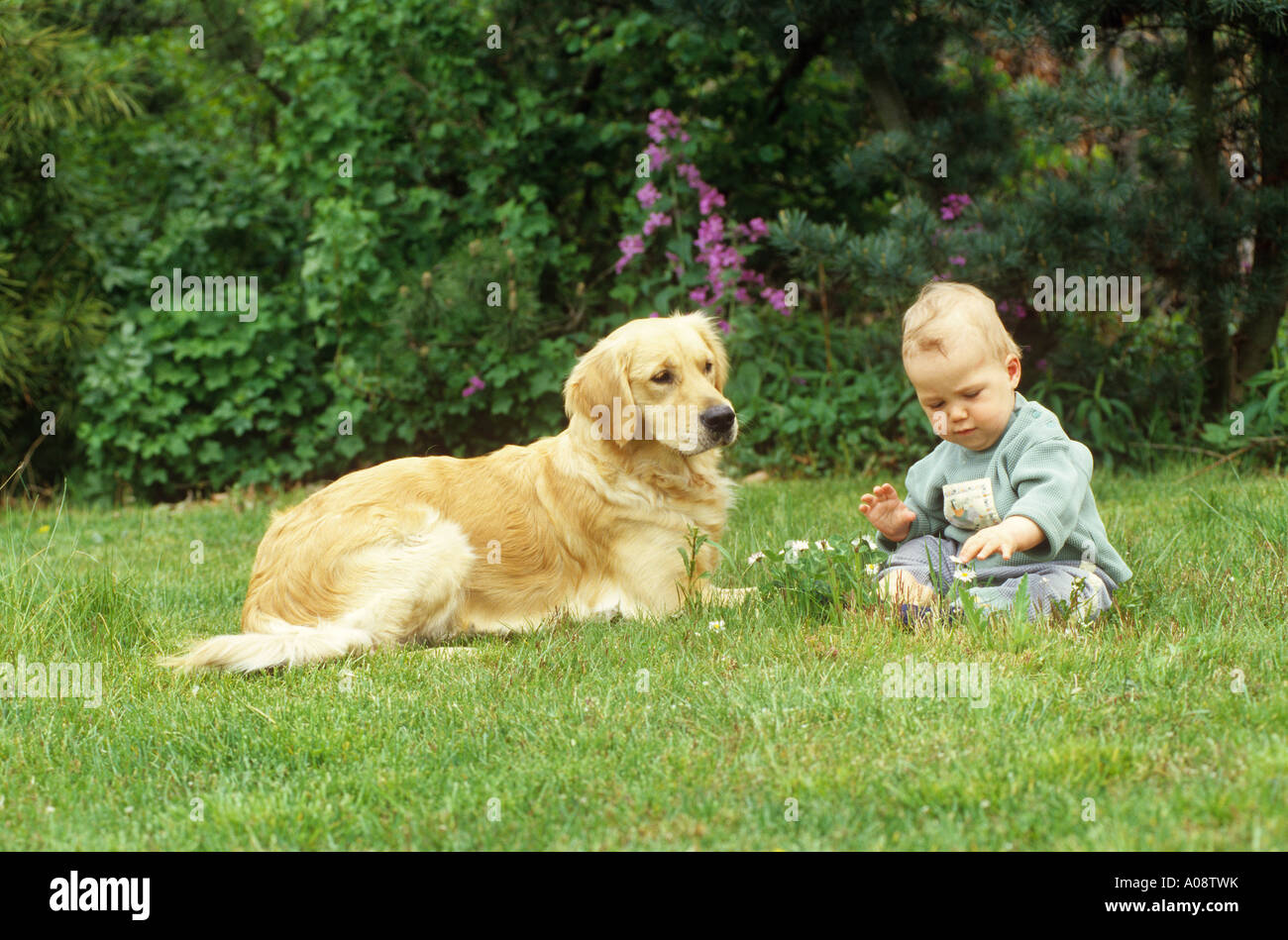 Golden Retriever and child Stock Photo - Alamy