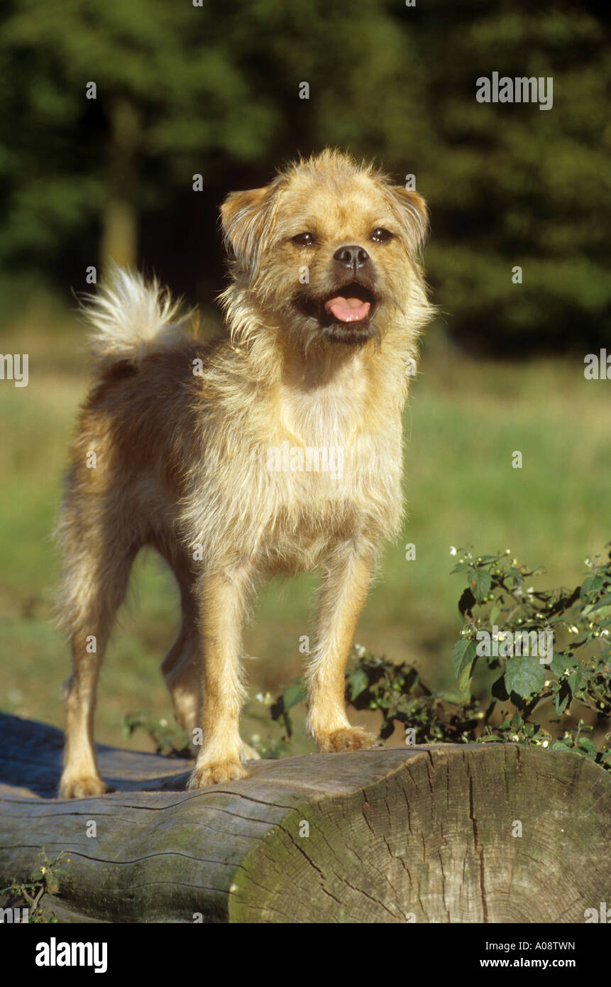 half breed dog - on trunk Stock Photo - Alamy
