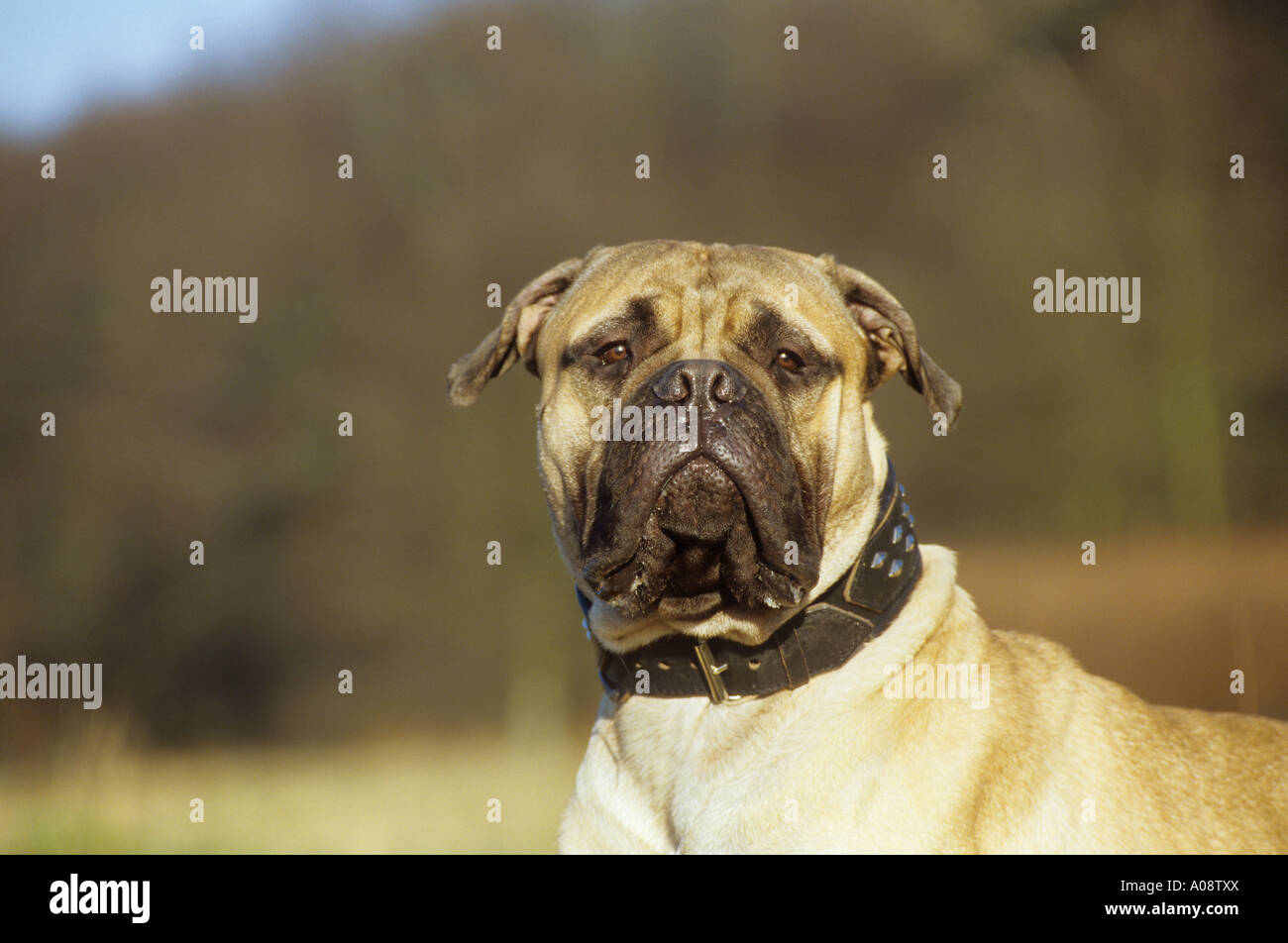 Bullmastiffs hi-res stock photography and images - Alamy